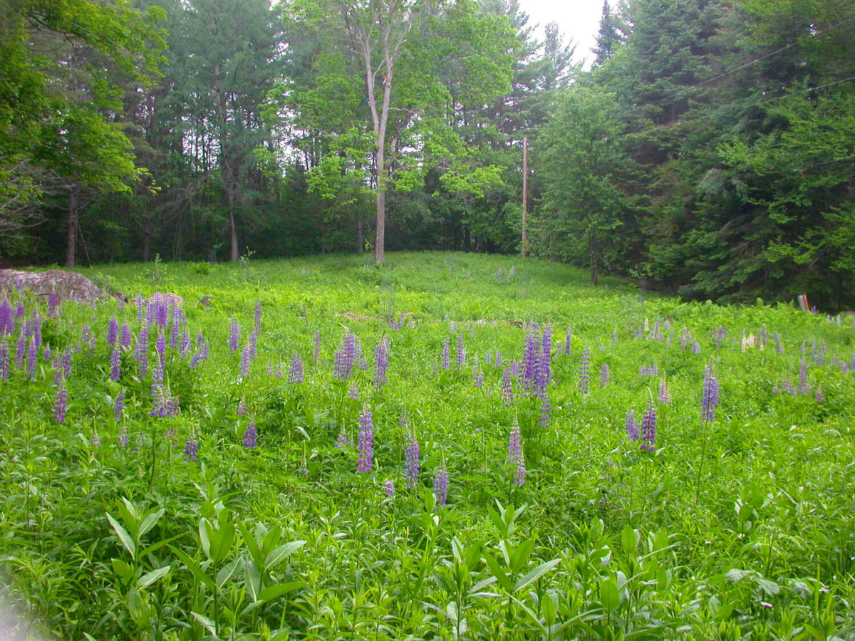 21 Plants to Transform Your Lawn Into a Meadow - Rodale Institute