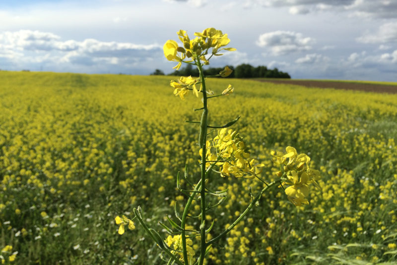 Cover Crops - Rodale Institute