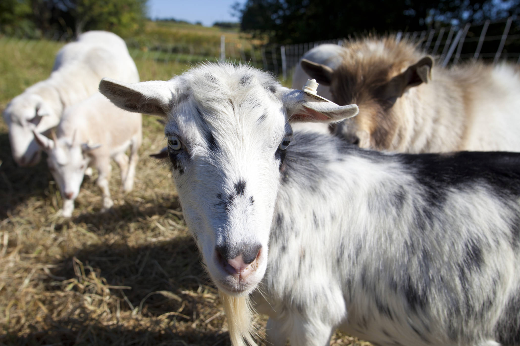 Tapping Into the Booming Goat Market - Rodale Institute