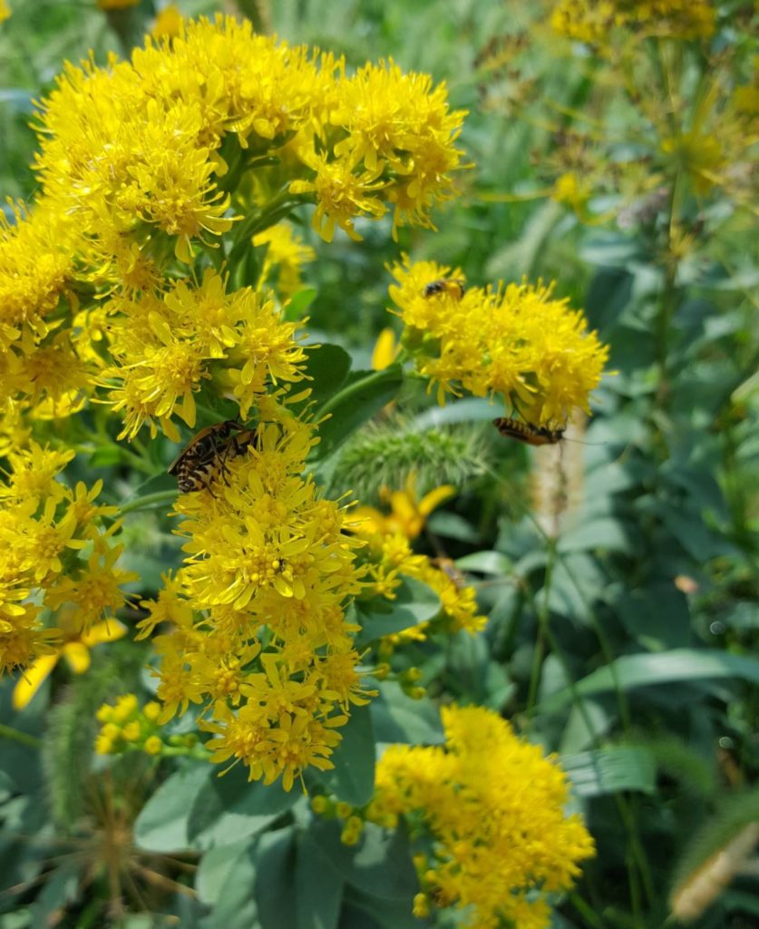 How to Plant Insectary Strips and Which Plants to Use - Rodale Institute