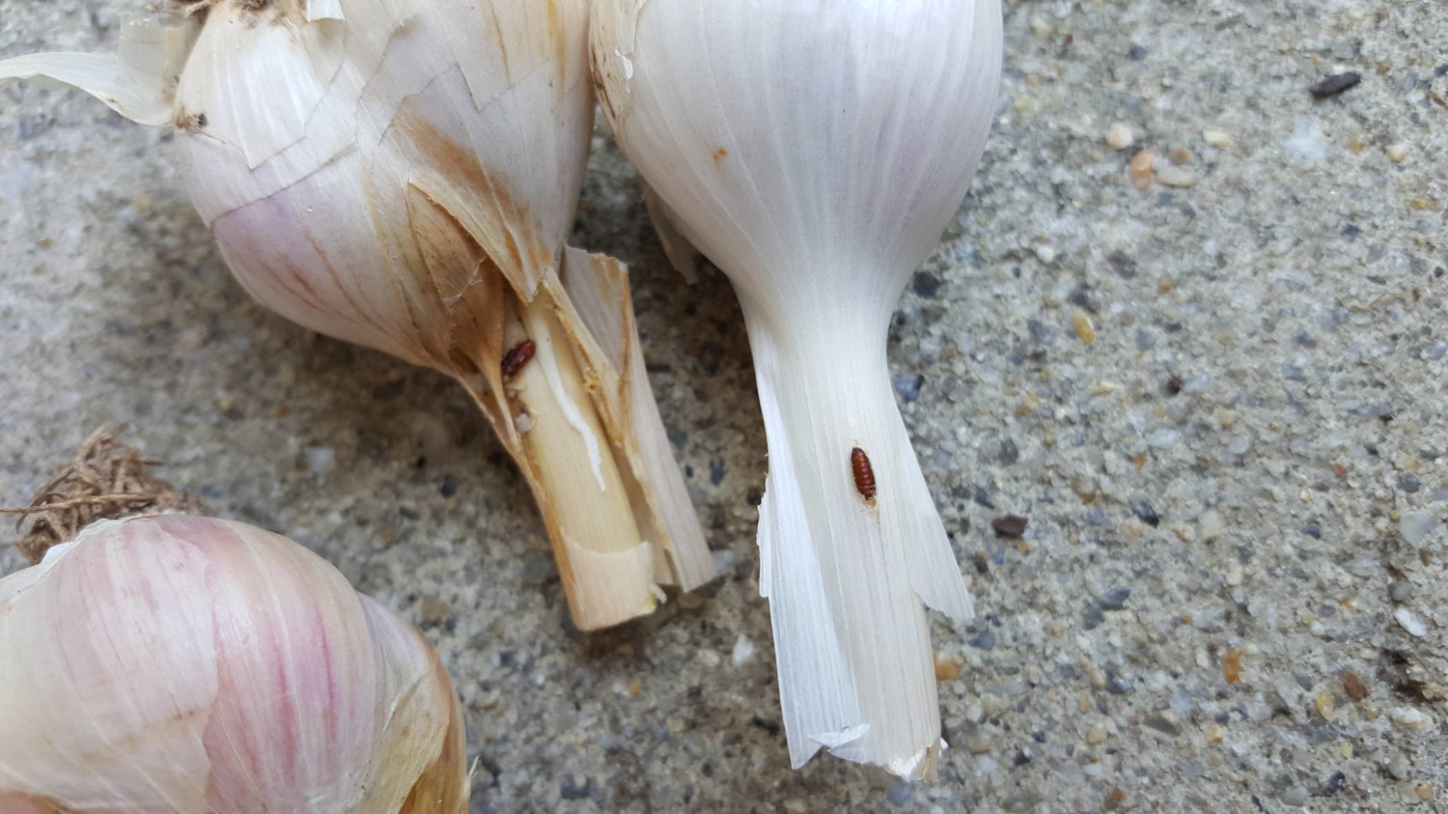 Organic Management Practices for Allium Leafminer (ALM) Pest - Rodale ...