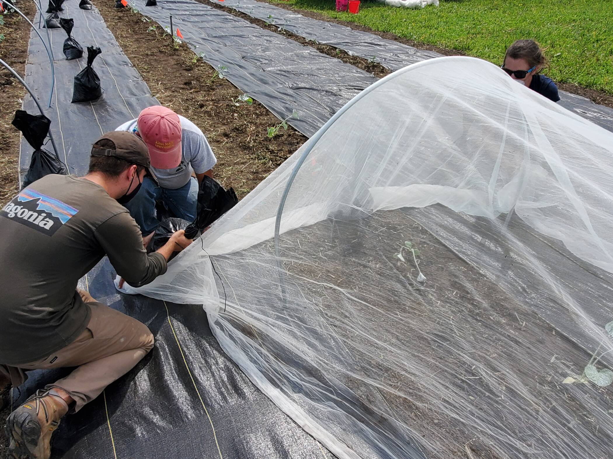 Taming the Floating Row Cover