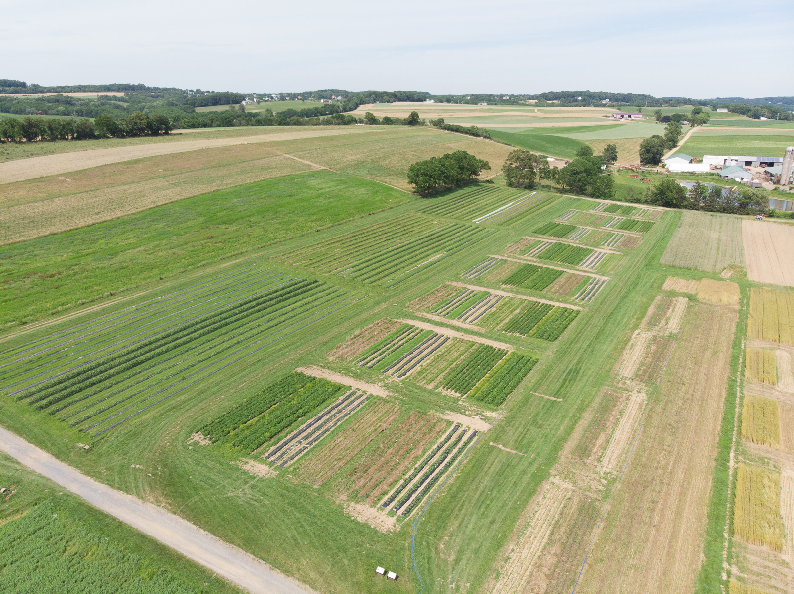 Variation of Total Phenolics in Lehigh and Purple Majesty Potato ...