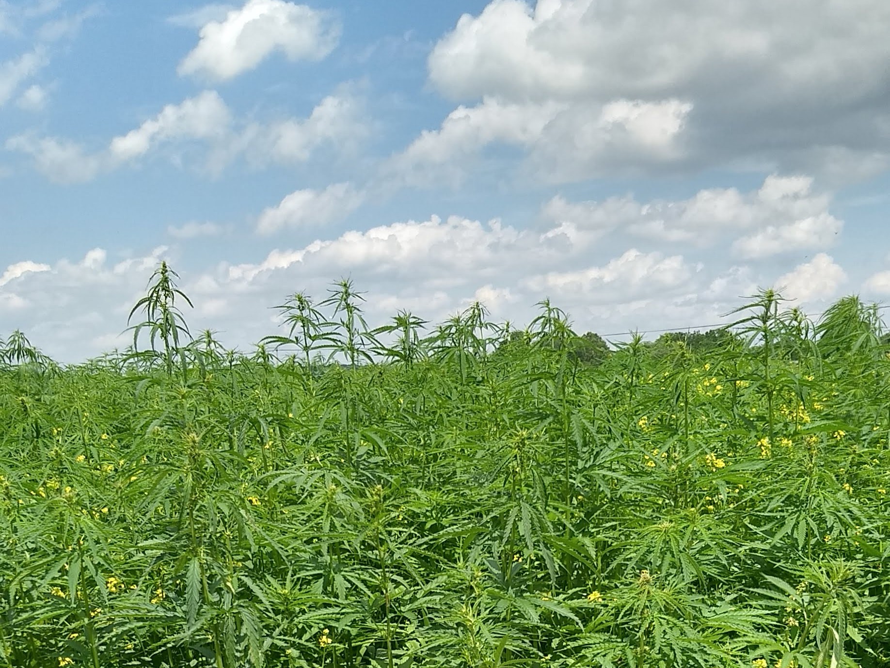 Improving Industrial Hemp Yield and Quality: What We Learned About ...