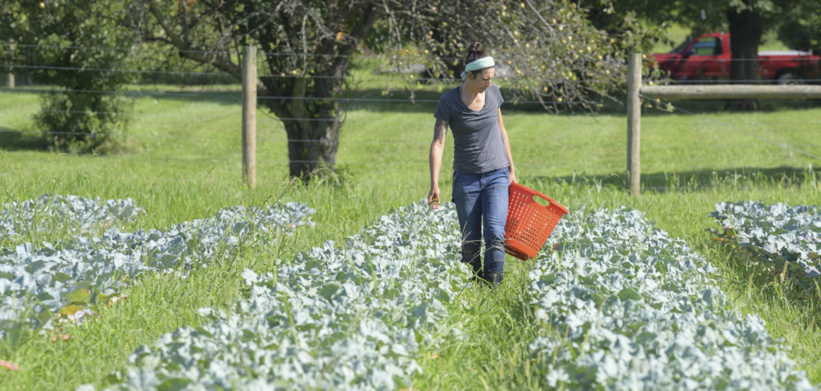 Webinar: Common Noncompliances in Organic Crops Operations and How to ...