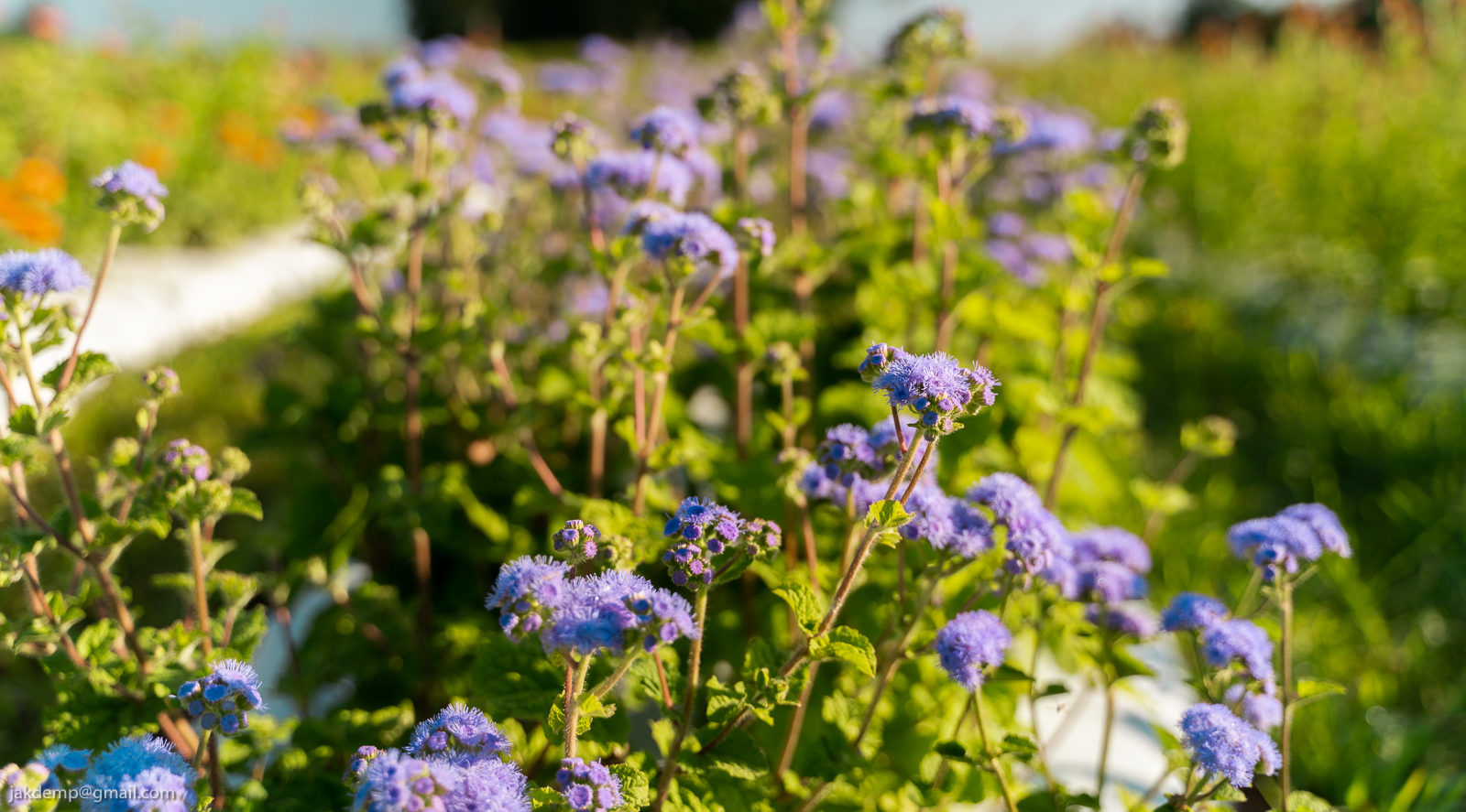 The Leaders Who Founded the Organic Movement - Rodale Institute