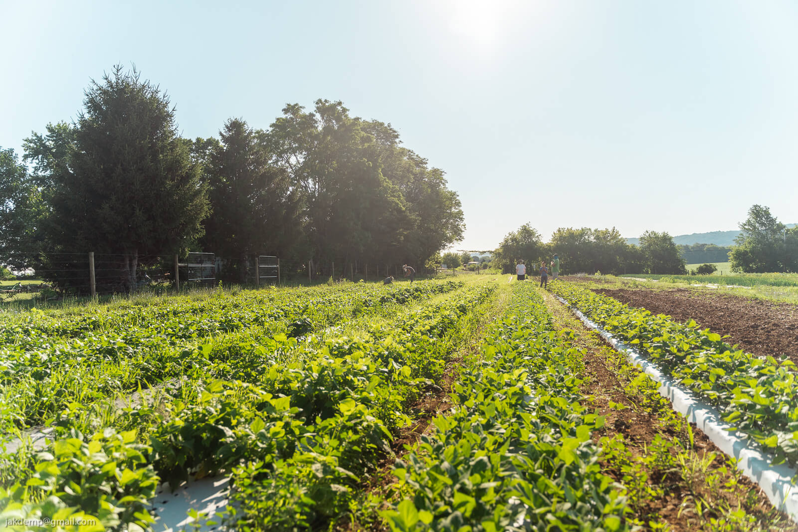 4 Tips for Planning Your Spring Crop Rotation - Rodale Institute