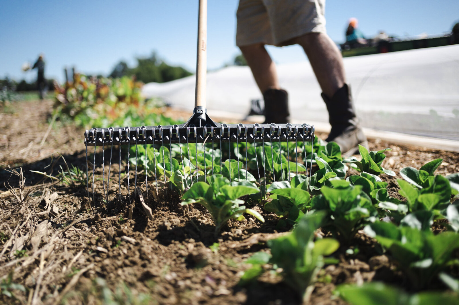 Webinar: Maximize Tine Weeder Performance: Strategies, Resources, and ...