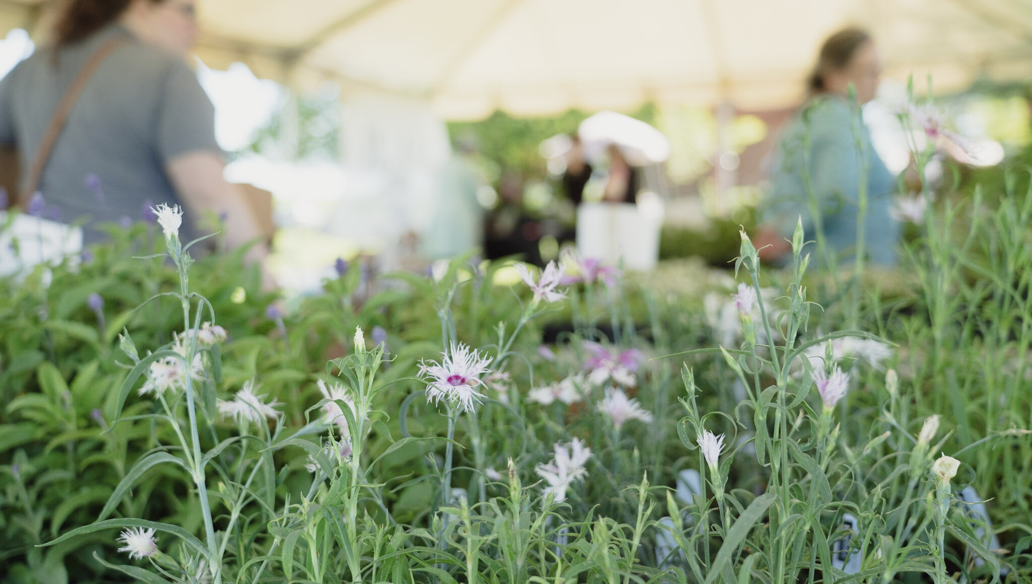 VIP Plant Sale - Rodale Institute