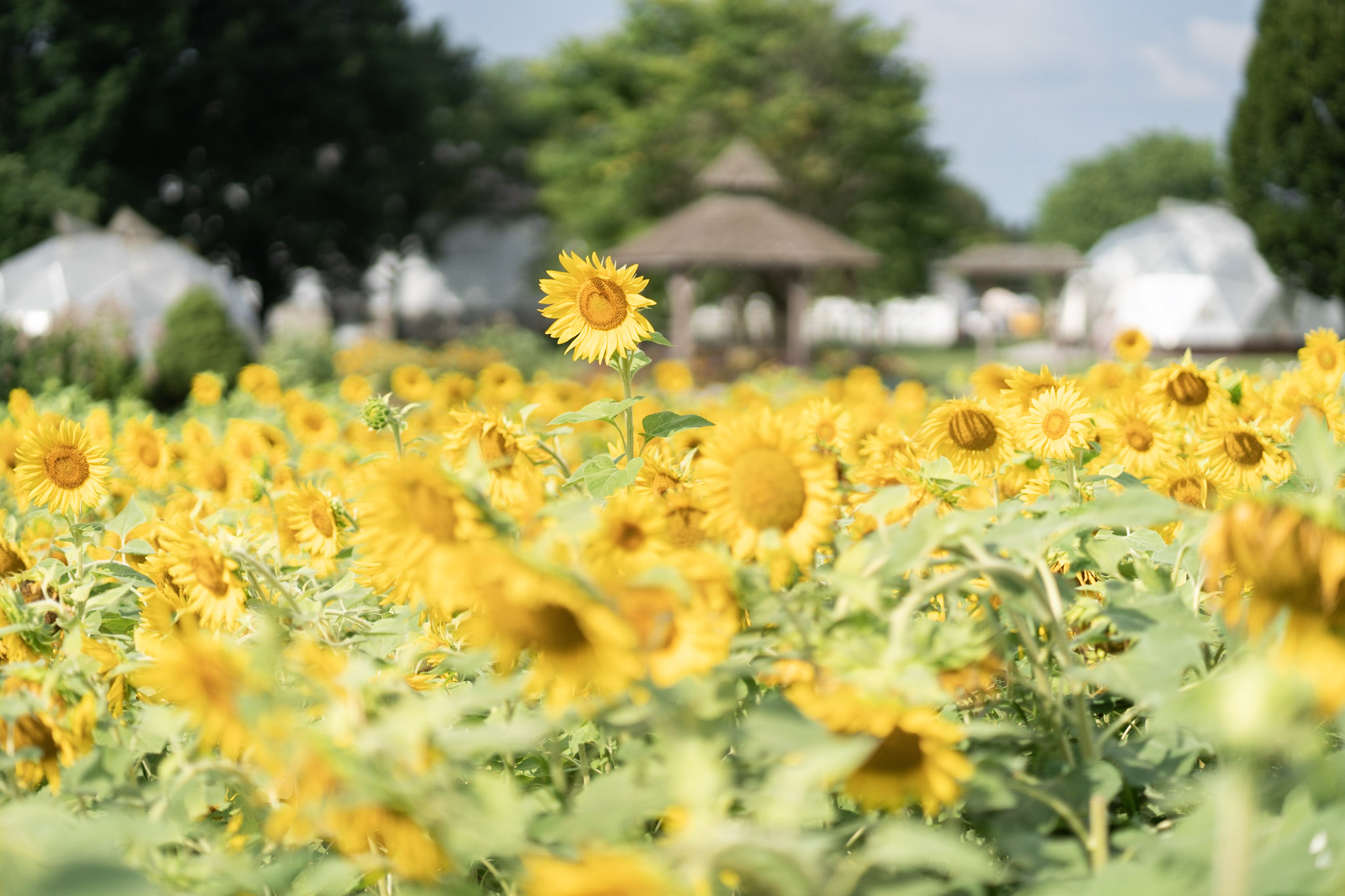 Donate - Rodale Institute