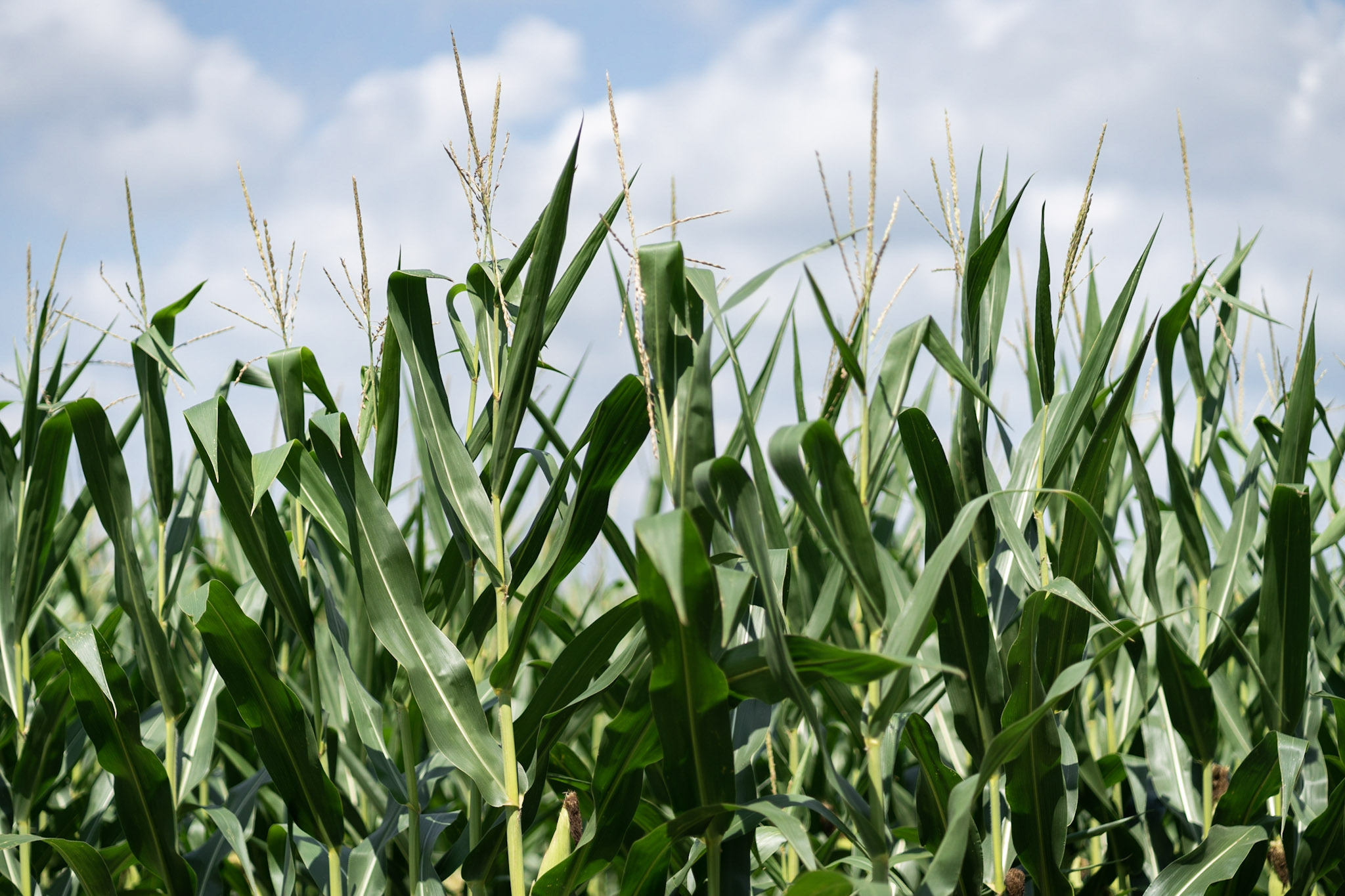 Rodale Institute Names Four New Board of Directors - Rodale Institute