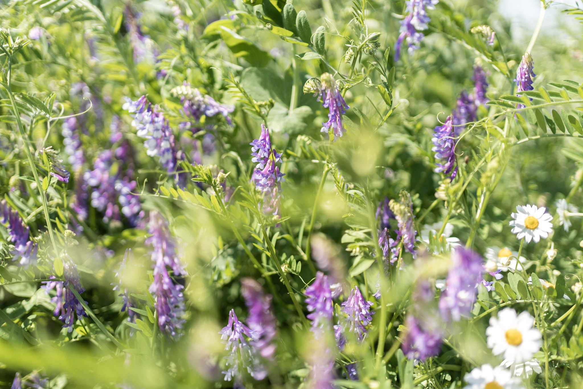 Cover Crops: What are they and how do they work? - Rodale Institute