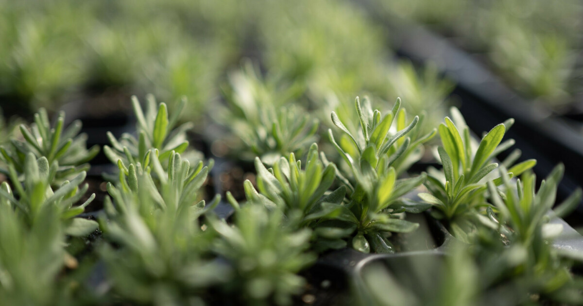 Spring Organic Market and Plant Sale - Rodale Institute