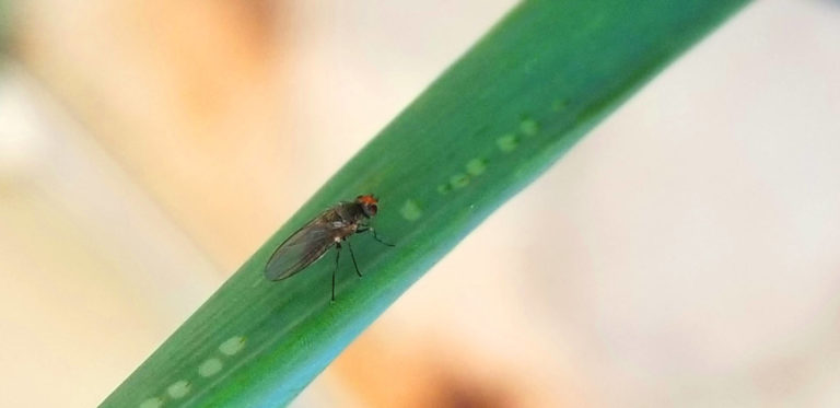 Organic Management Practices for Allium Leafminer (ALM) Pest - Rodale ...