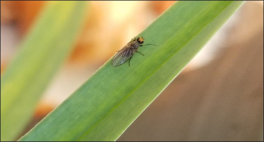 Organic Management Practices for Allium Leafminer (ALM) Pest - Rodale ...