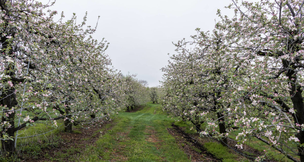 East Coast Tree Fruit: The Final Organic Frontier - Rodale Institute