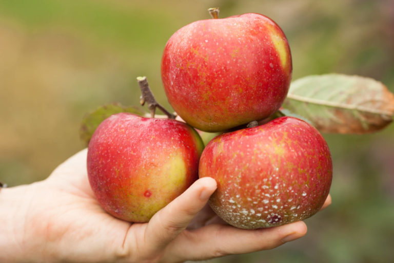 Best Practices for Growing Organic Apples in the Northeast - Rodale ...
