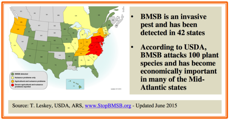 Managing the Brown Marmorated Stink Bug Organically - Rodale Institute