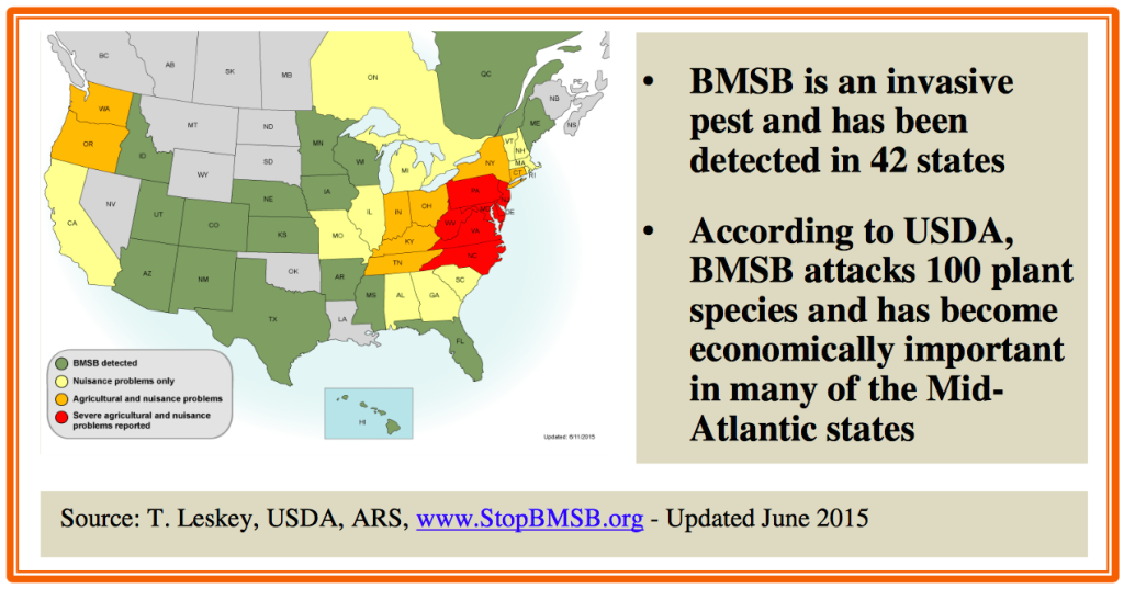 Managing the Brown Marmorated Stink Bug Organically - Rodale Institute