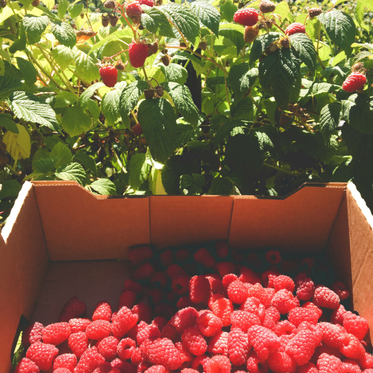 Pacific Northwest Organic Center - Rodale Institute