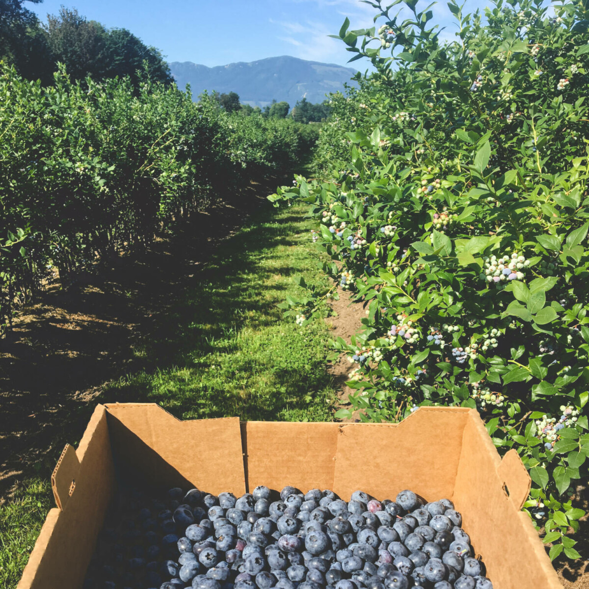 Pacific Northwest Organic Center - Rodale Institute