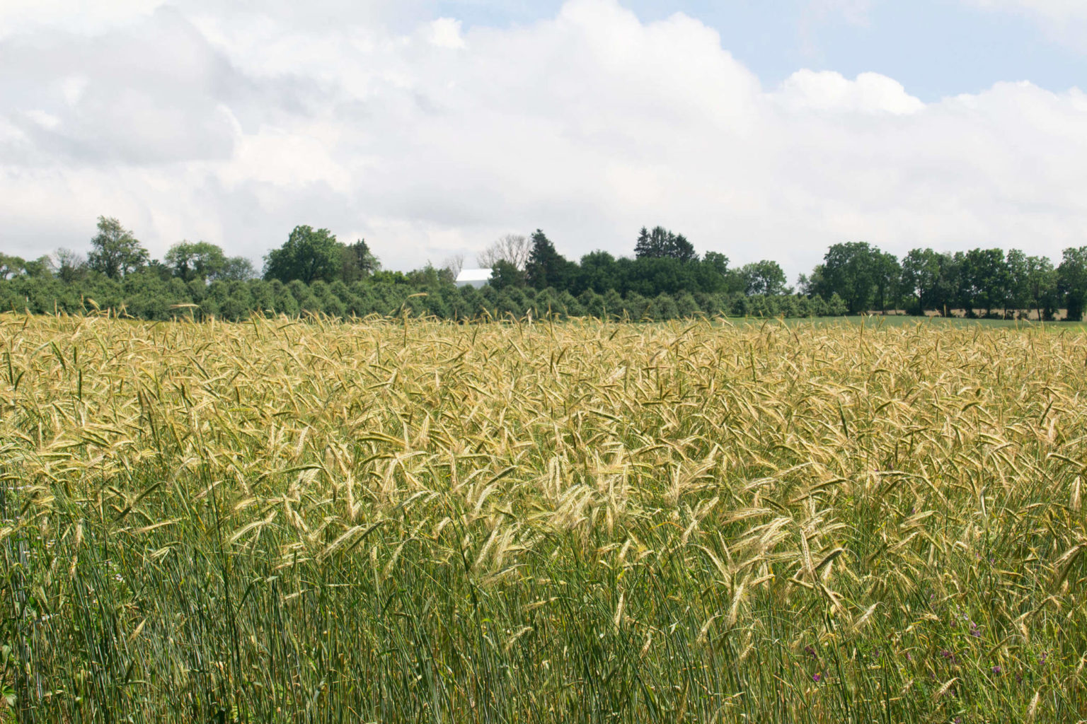 4 Tips for Planning Your Spring Crop Rotation - Rodale Institute