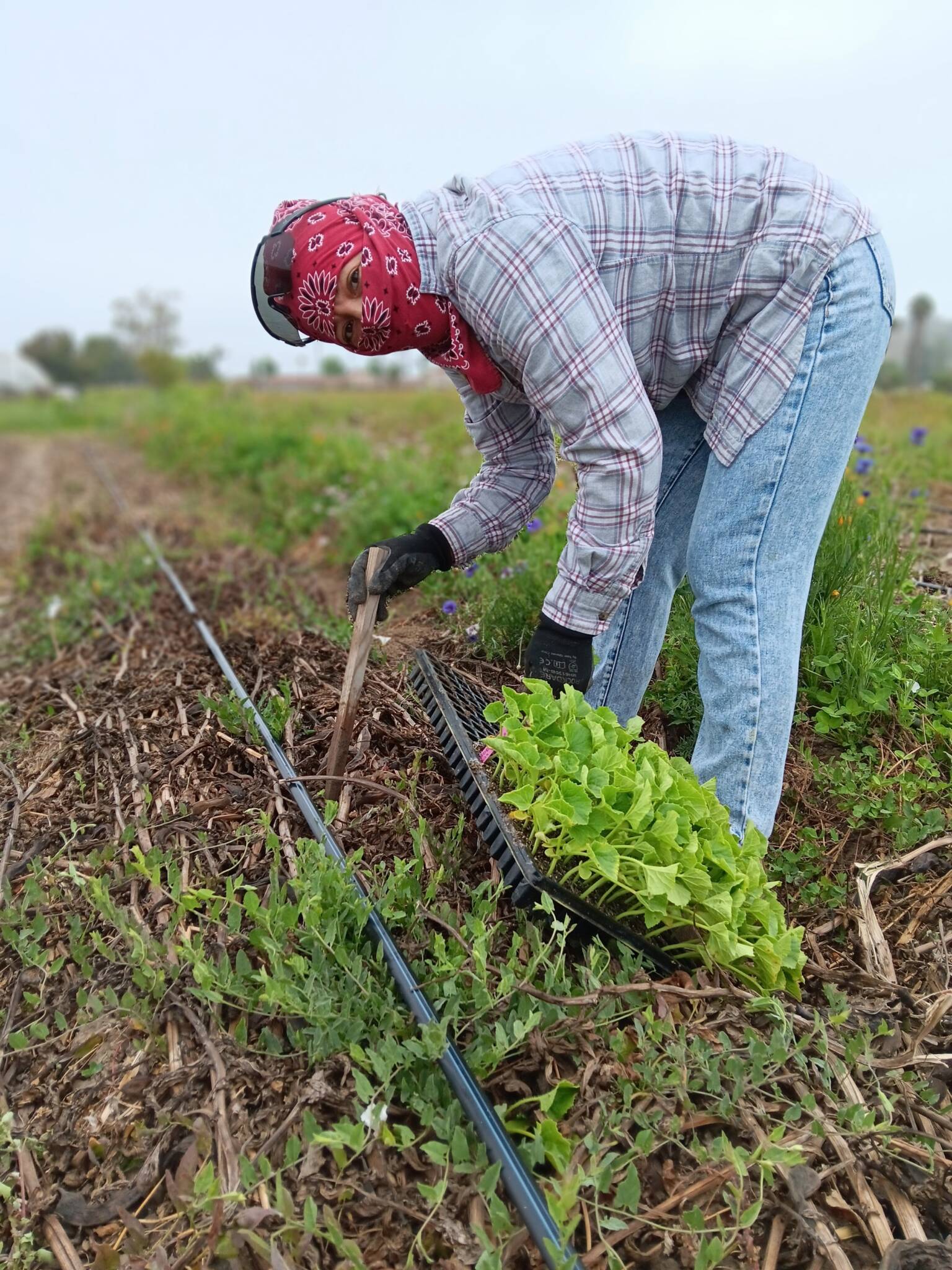 Rodale Institute California Organic Center - Rodale Institute