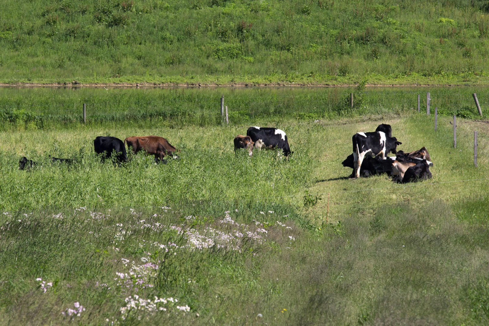 Cattle Are Part of the Climate Solution - Rodale Institute
