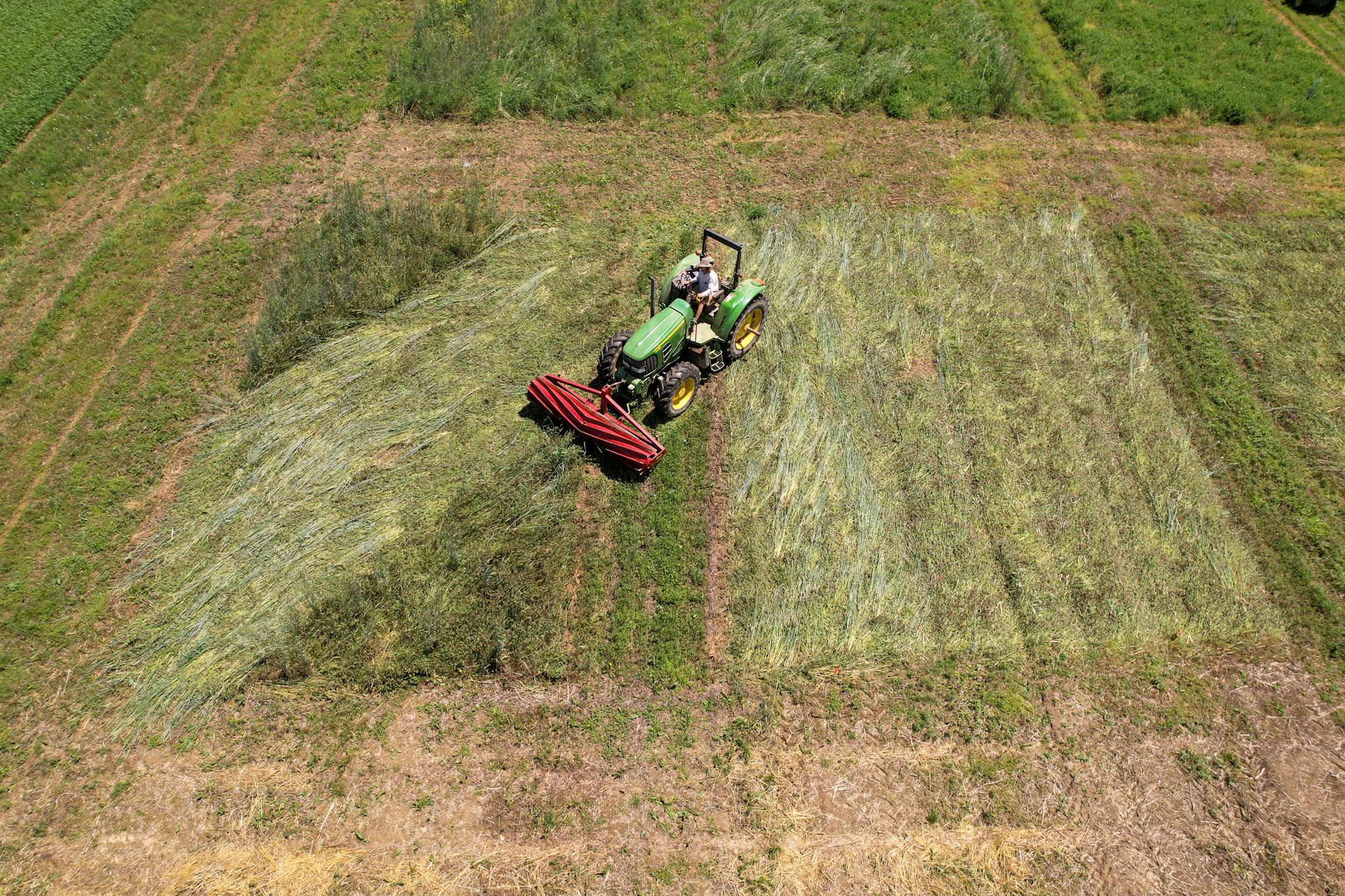 Cover Crop Roller-Crimping to Manage Weed Pressure in Regenerative ...