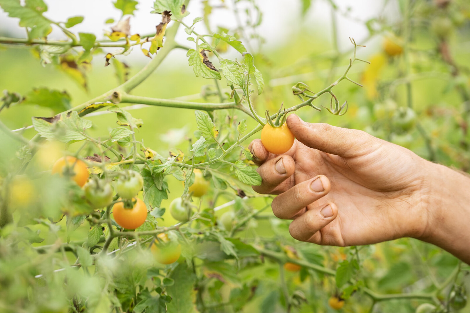 St. Luke's-Rodale Institute Organic Farm - Rodale Institute