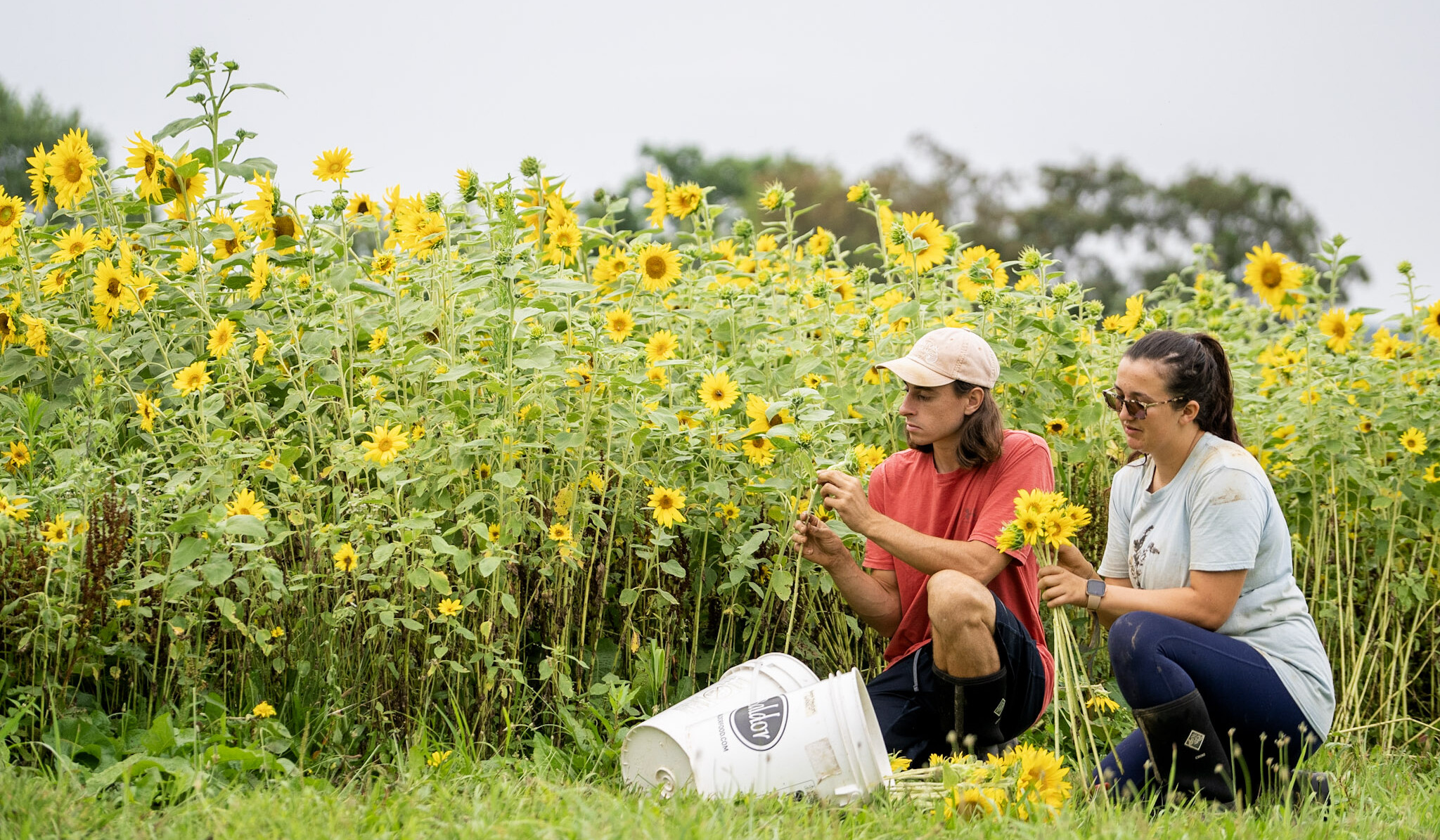 Blog - Rodale Institute