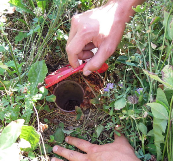 3 Ways to Monitor Insect Populations on Your Farm - Rodale Institute