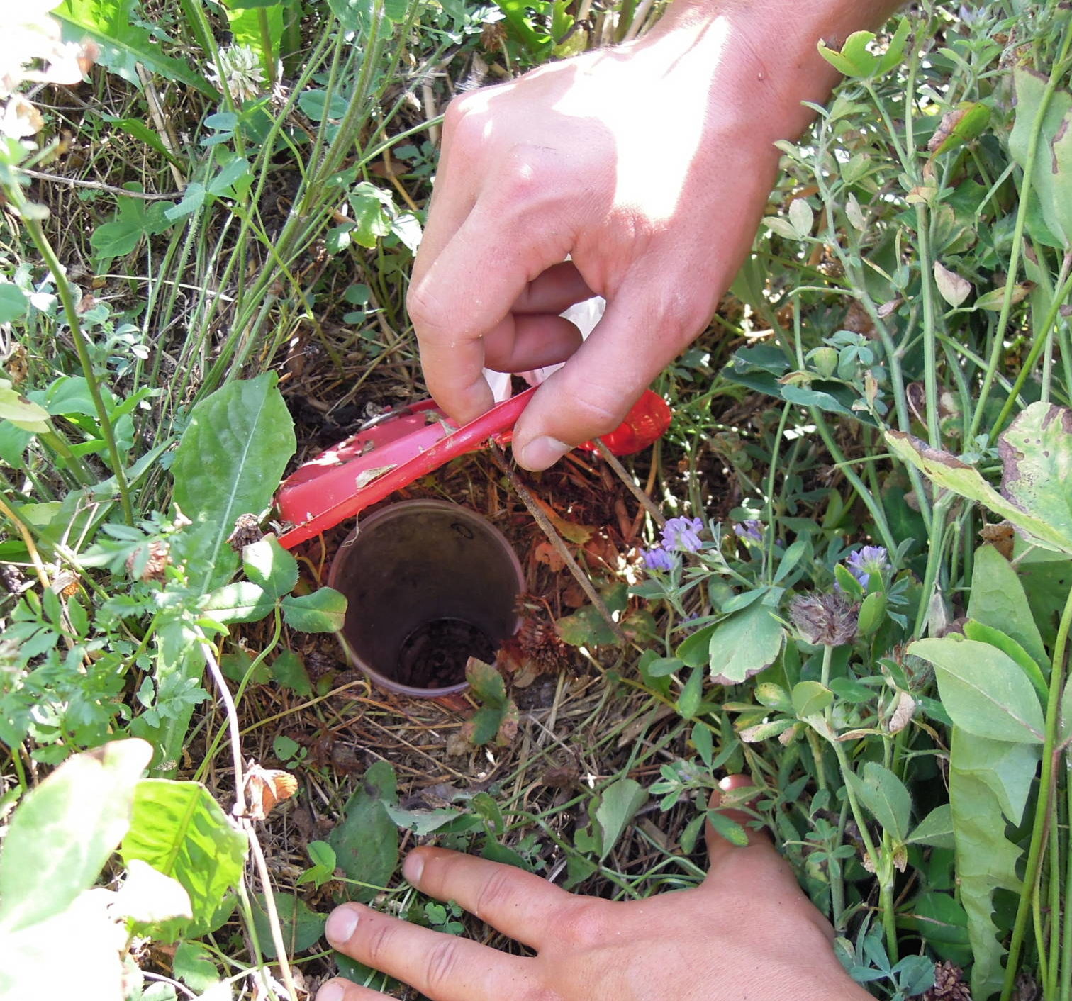 3 Ways to Monitor Insect Populations on Your Farm - Rodale Institute