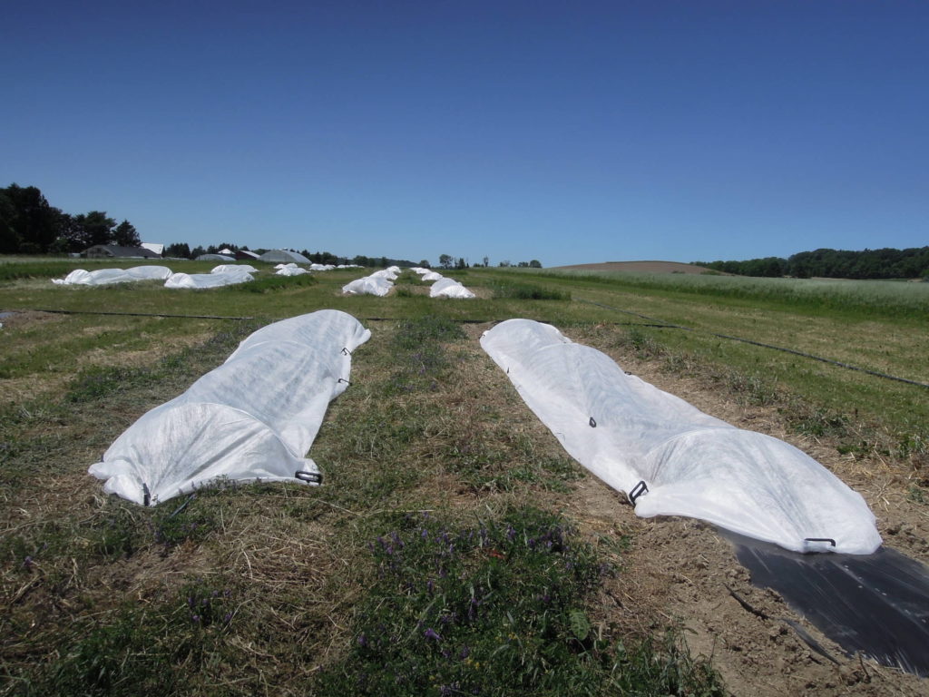 Taming the Floating Row Cover