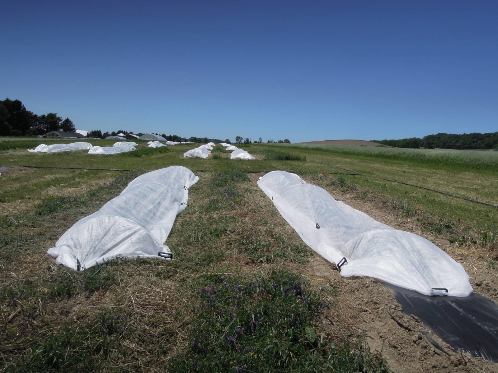 Field Guide: Controlling Striped Cucumber Beetles with Insectary Strips ...
