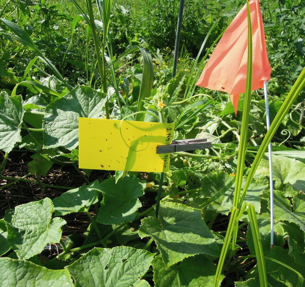 3 Ways to Monitor Insect Populations on Your Farm - Rodale Institute