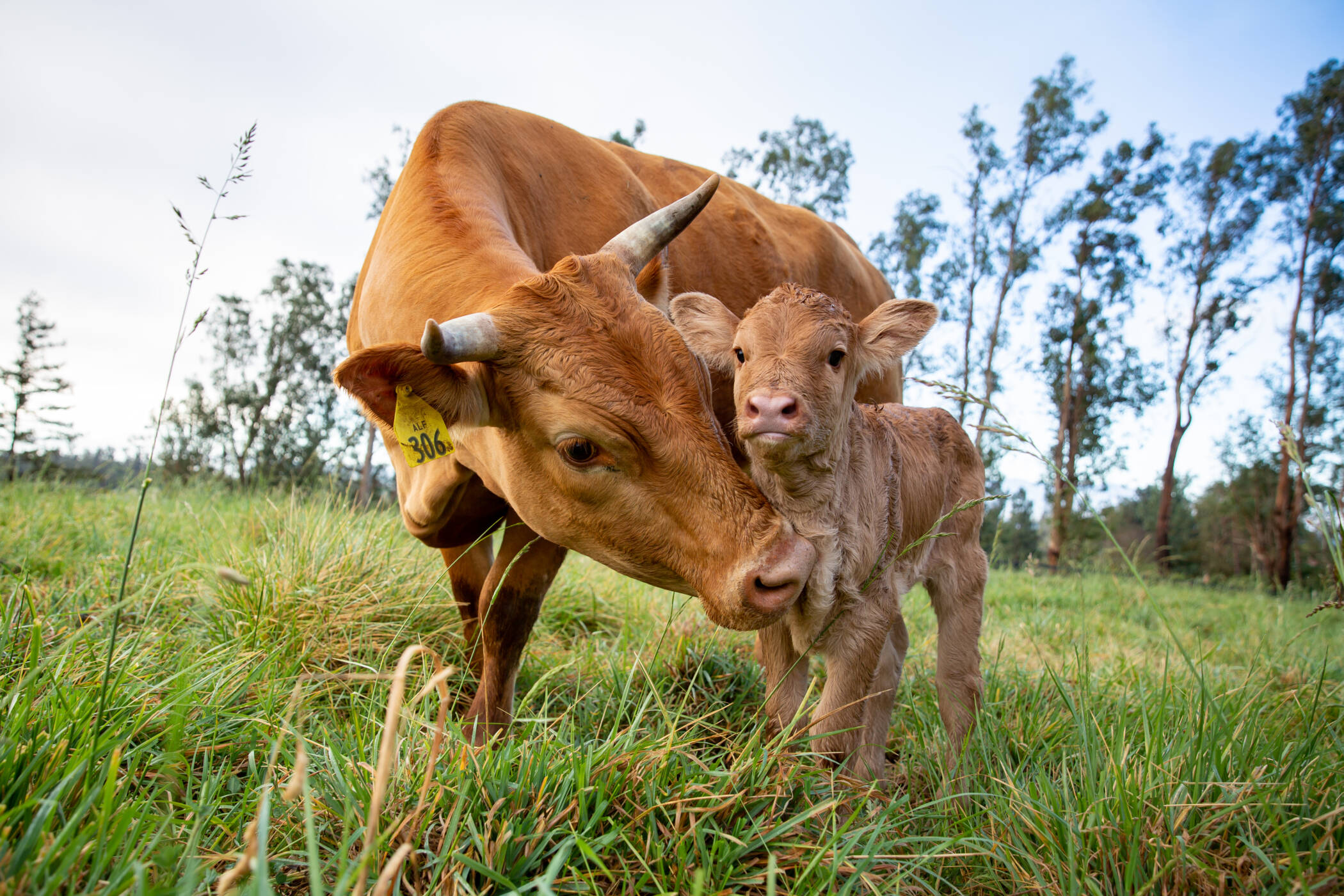The Biggest Little Farm Curriculum - Rodale Institute