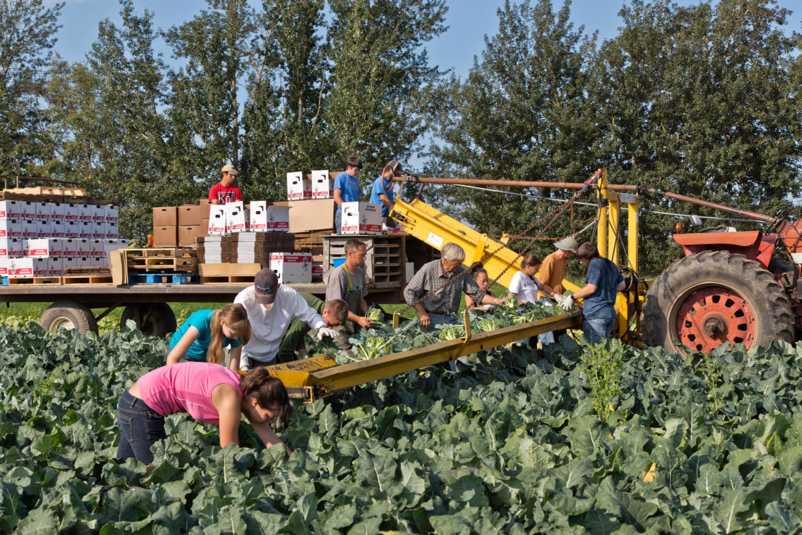 Does Your Farm Meet the Latest Food Safety Standards? - Rodale Institute