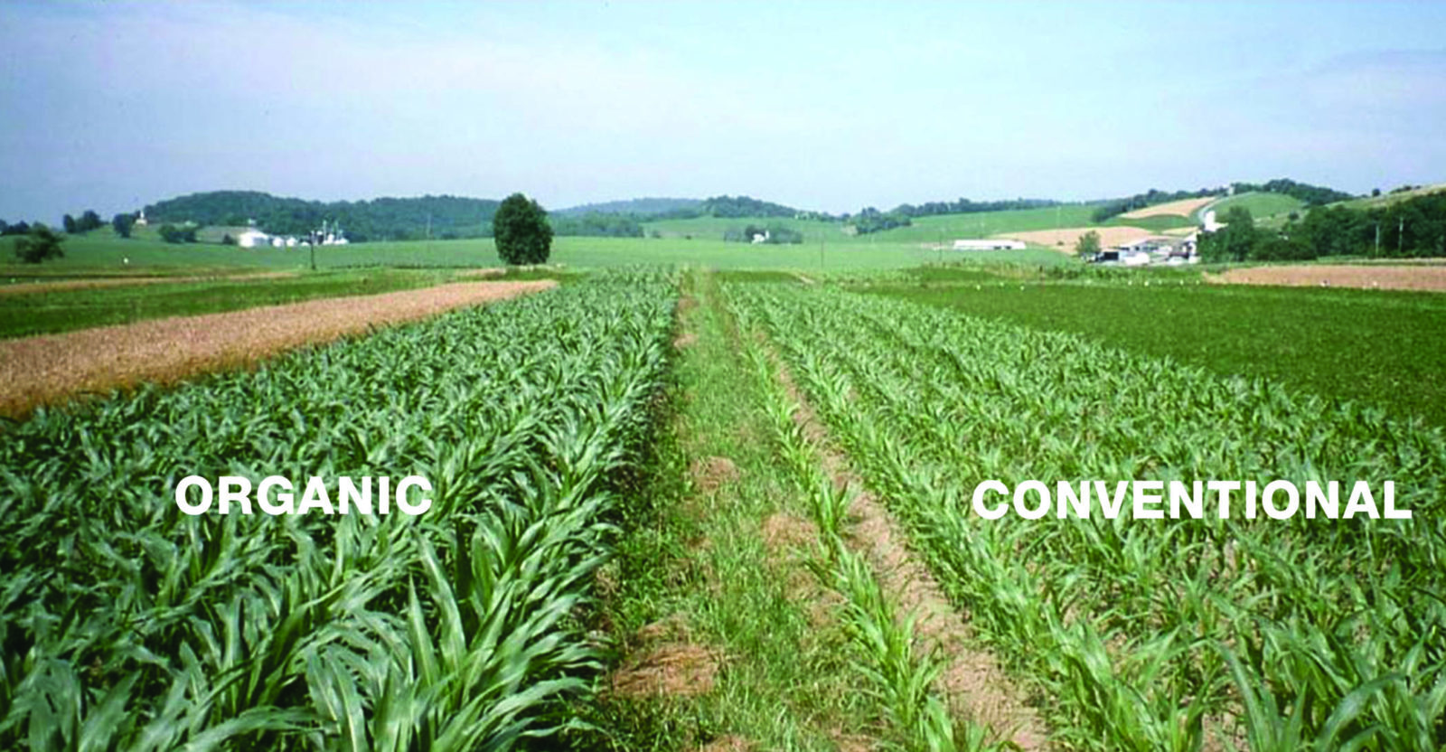 Organic Oats More Nutrient Dense than Conventional - Rodale Institute