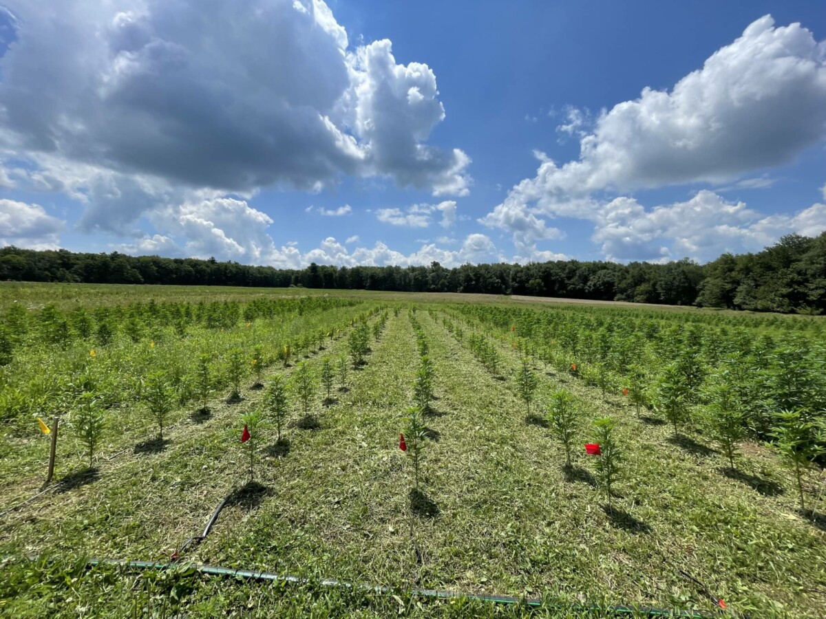 Cover Crop Roller-Crimping to Manage Weed Pressure in Regenerative ...