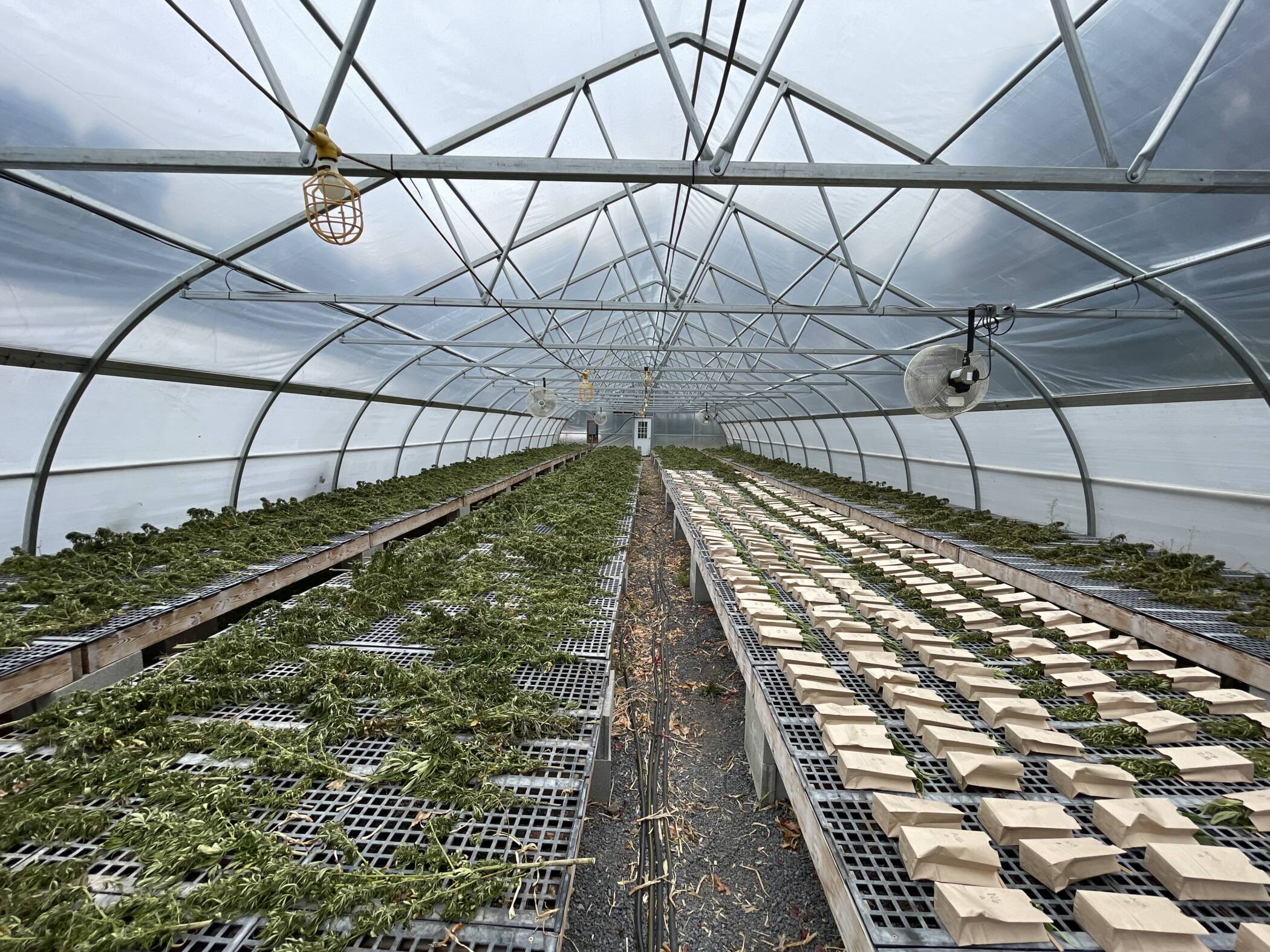 Cover Crop Roller-Crimping to Manage Weed Pressure in Regenerative ...