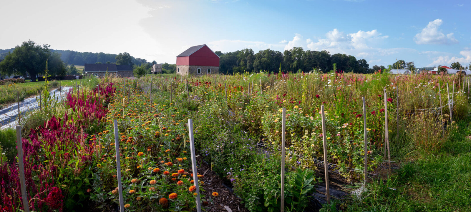 A FARMER STORY: HAPPINESS IS A BOUQUET OF ORGANIC FLOWERS - Rodale ...