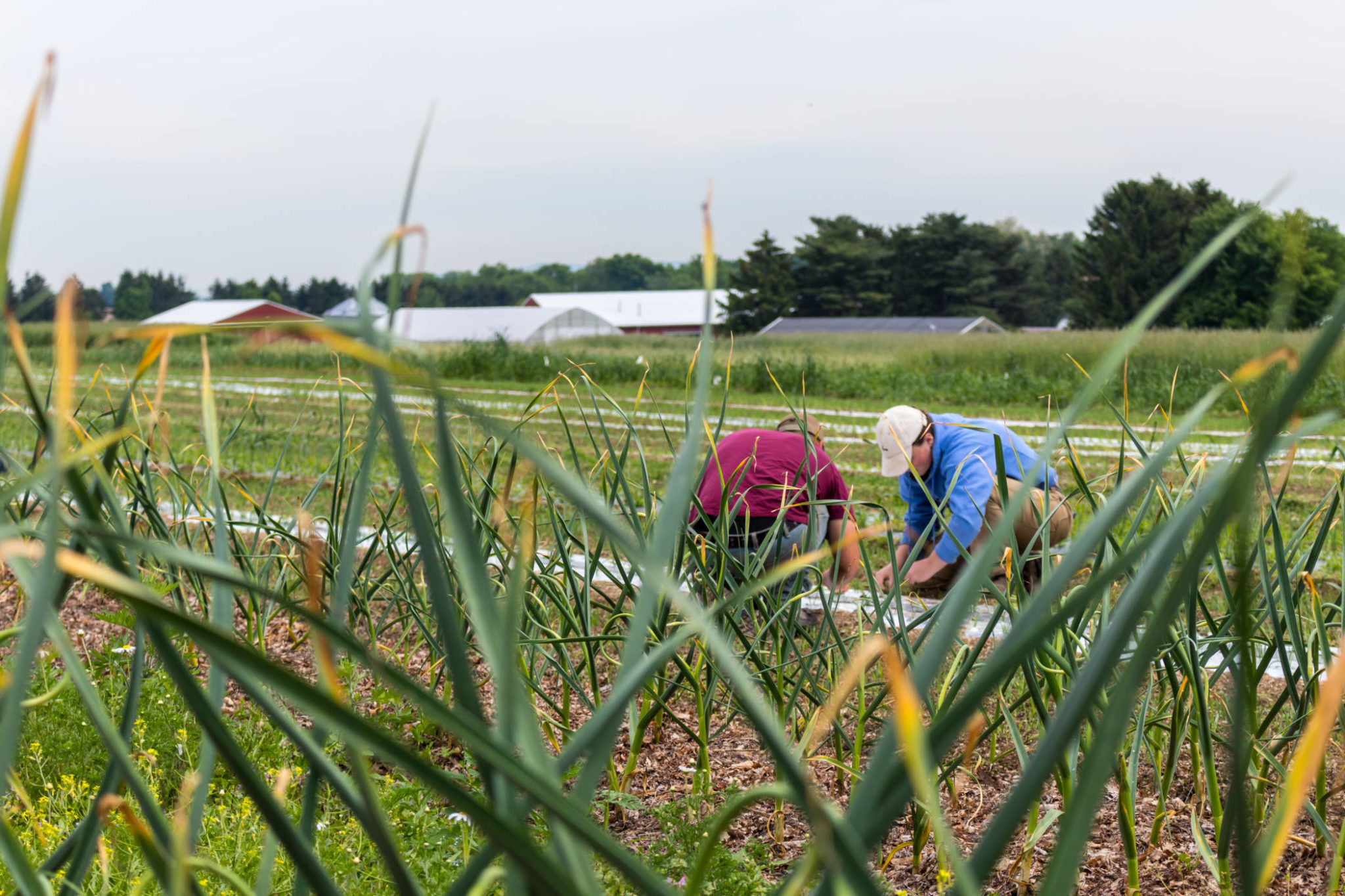 Corporate Partnership - Rodale Institute
