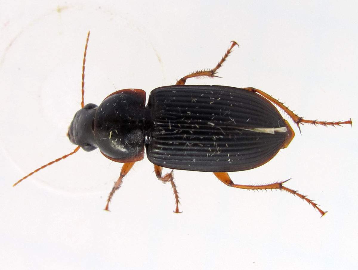 How to Plant Insectary Strips and Which Plants to Use - Rodale Institute