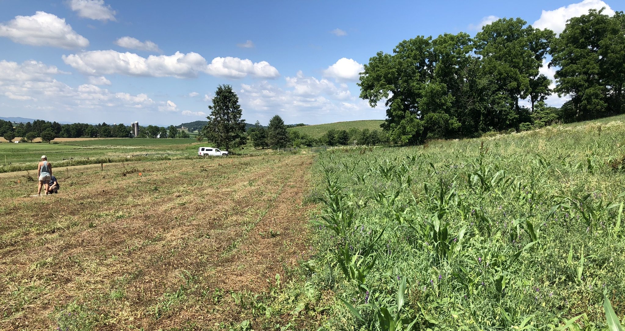 ‘Organic No-Till’ Helps Farmers Succeed - Rodale Institute