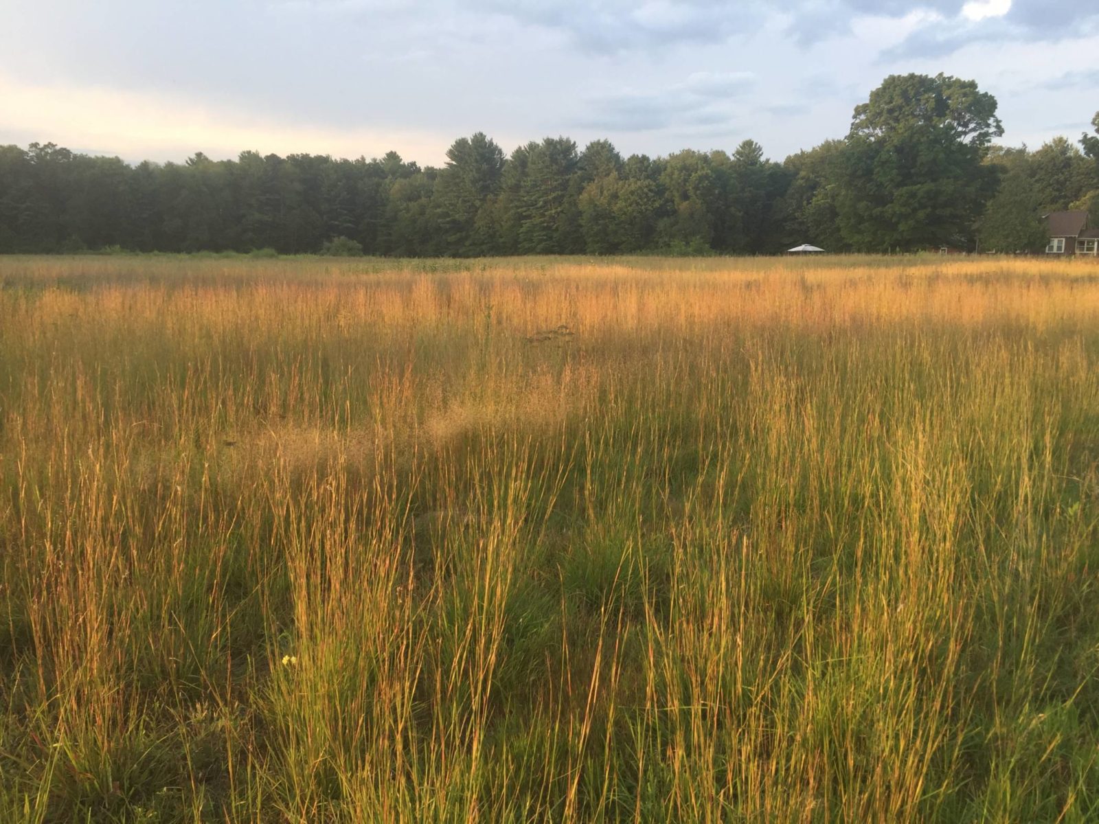 21 Plants to Transform Your Lawn Into a Meadow - Rodale Institute
