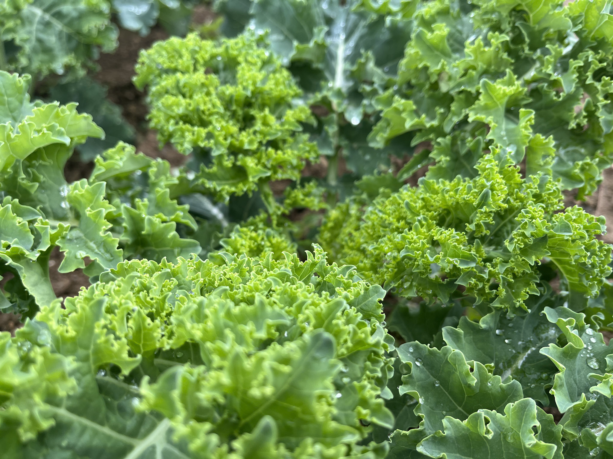 ¡SUPERCOMIDA VERDE! - Rodale Institute