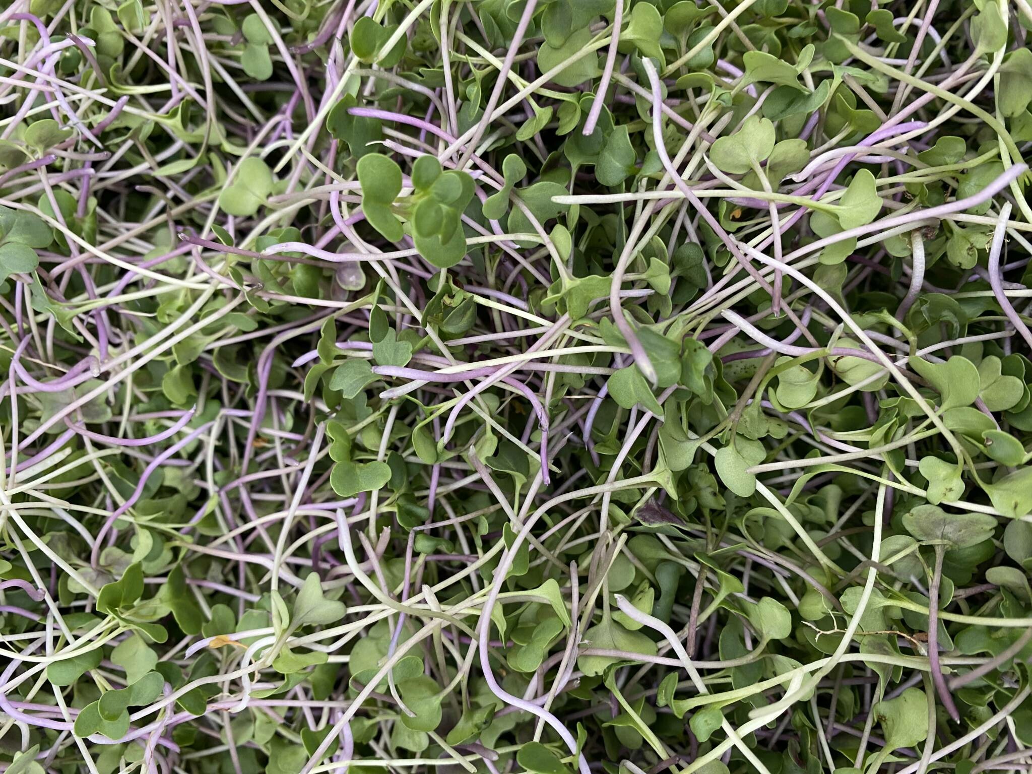 Integrated Disease Management Strategy to Enhance Microgreen Production ...