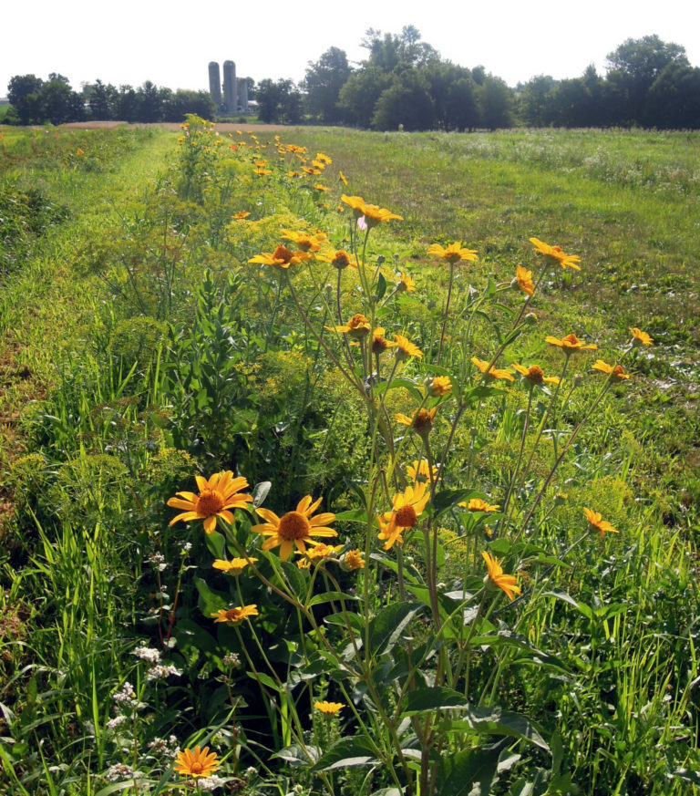 How to Plant Insectary Strips and Which Plants to Use - Rodale Institute