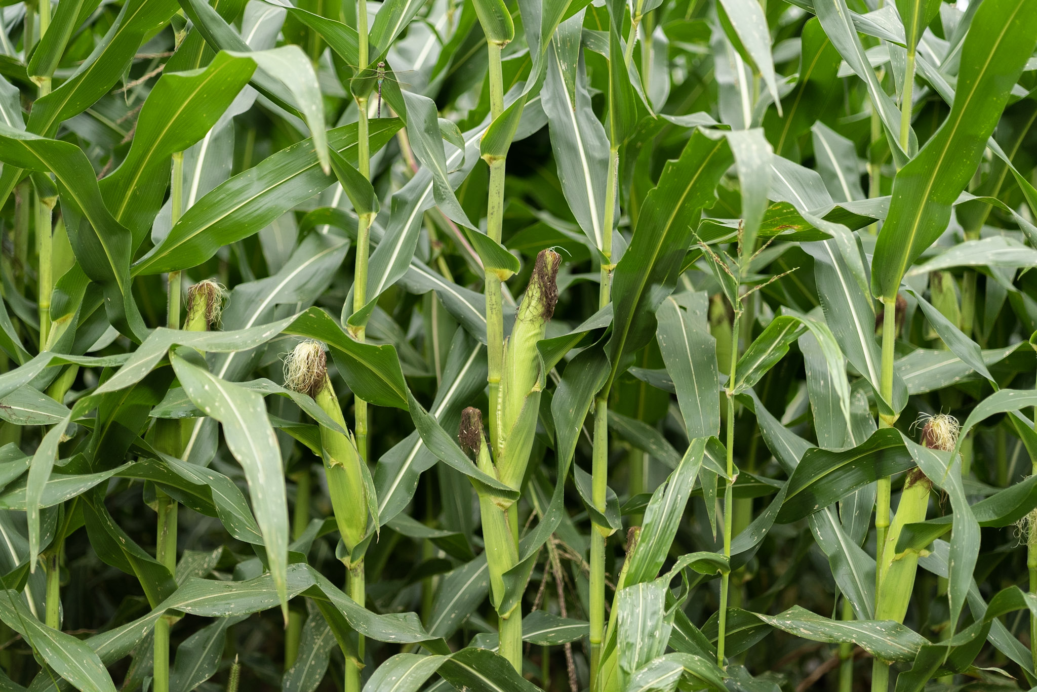 Impact of Tillage Practices and Arbuscular Mycorrhizal Fungi ...